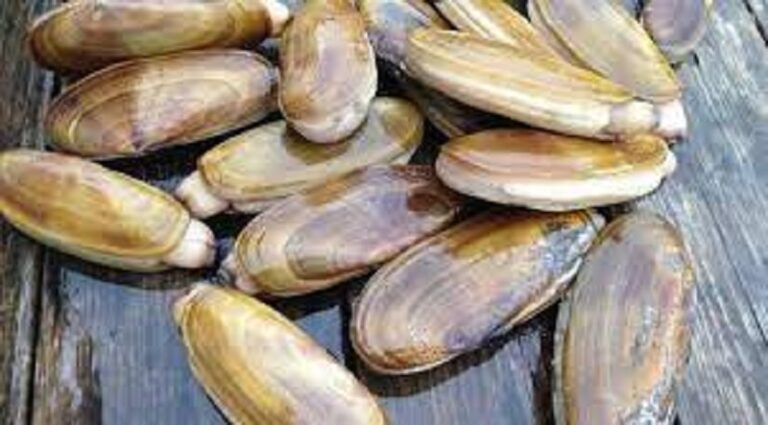 CLAMMING and CLAM DIGGING DATES | Ocean Shores News and Media